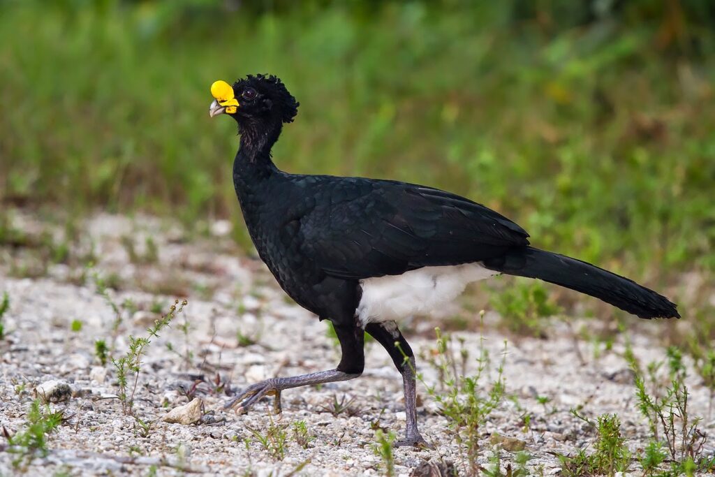 Curassow Reclaimed: Restoring Curaçao’s Indigenous Identity and ...